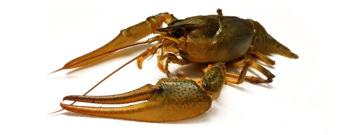 ecrevisse-vivante